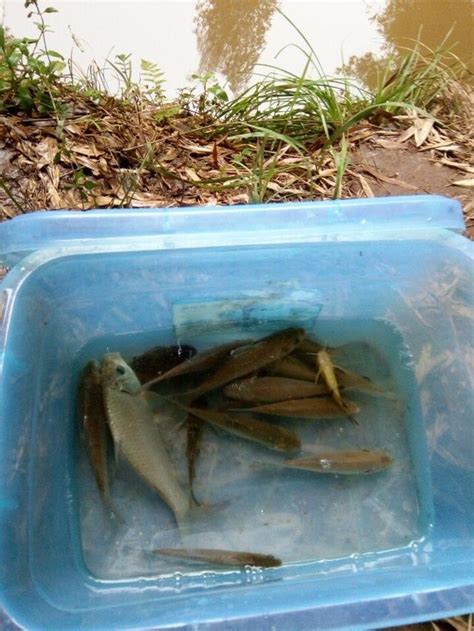 仲秋月穿枝照丹桂影香釣解半天癮下午回夢鄉清秋淺釣 每日頭條