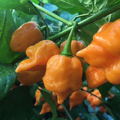 Orange Trinidad Scorpion Pepper Seeds Tyler Farms