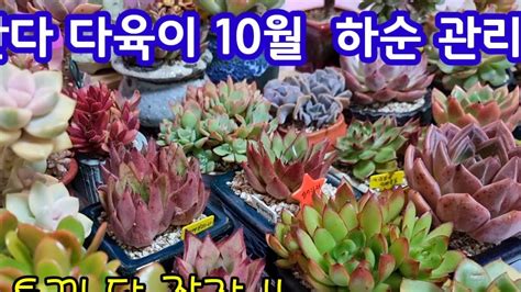 베란다 다육이 키우기💥10월 하순 관리🌺 예쁜 빛감도 보고 건강하면 넘 좋죠👌 Youtube