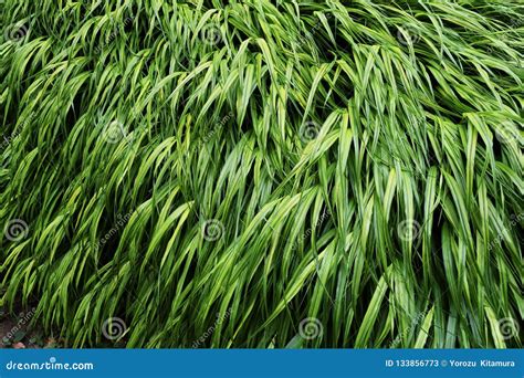 Hakonechloa Macra Or Hakone Grass Variegated Ornamental Grass Stock