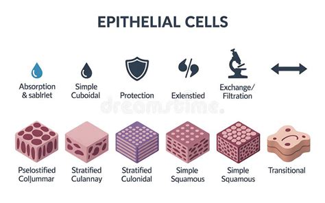 Specialized Cell Types Stock Illustrations 39 Specialized Cell Types