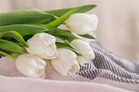 회색 분홍색 모직 담요에 흰색 튤립 봄 아침 빛에 베이지색 흐린 배경에서 정물화 3월에 대한 스톡 사진 및 기타 이미지 3월 4월 계절 Istock