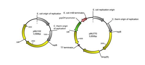 Origin Of Replication Plasmid
