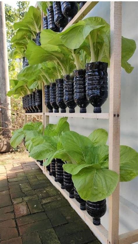 Pin By All About Gardening On Container Gardening In 2025 Indoor Vegetable Gardening Backyard