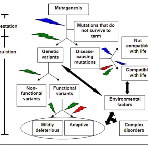 Interplay Of Genetic Variants With Evolutionary Forces During Embryo