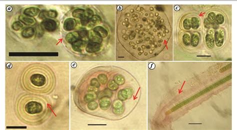 [pdf] Exopolysaccharides From Cyanobacteria And Microalgae And Their Commercial Application