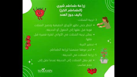 زراعة طماطم شيري Youtube