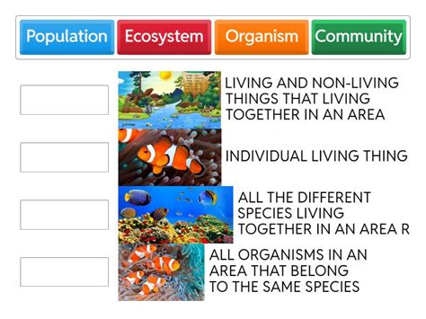Levels Of Organization Ecosystem Match Up