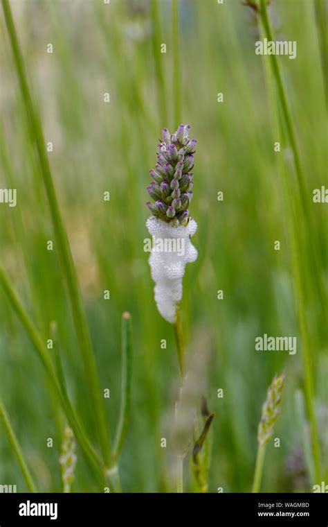 Cuckoo Spit Spittle On A Lavender Plant Produced By The Froghopper