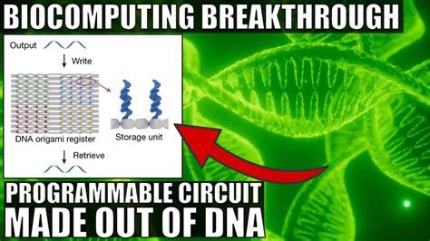 First Ever Programmable Dna Circuit Is A Breakthrough In Biocomputing Youtube