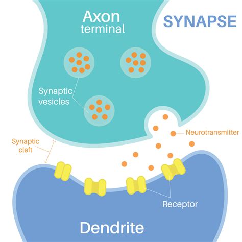Dendriten Synapse
