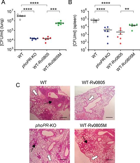 Mycobacterium Tuberculosis Phop Integrates Stress Response To