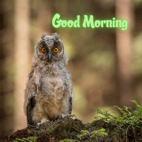 50 Good Morning Owl Images And S Good Morning Wishes