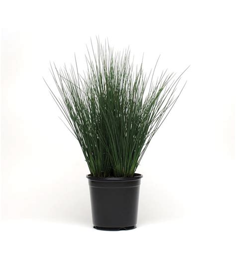 Juncus Blue Dart Seeds Za