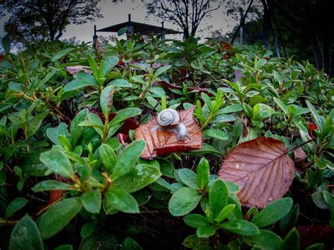 カタツムリ Ganref