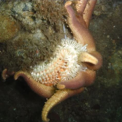 Solaster Dawsoni Fakty Dieta Siedlisko I Zdjęcia Na Animaliabio