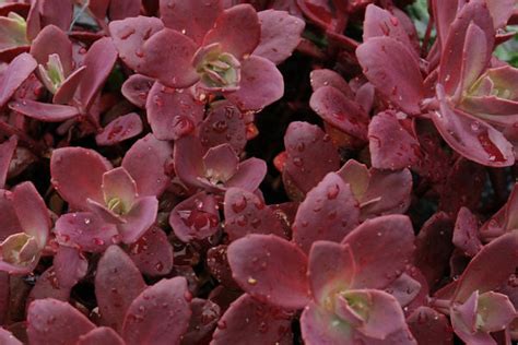 Sedum Sunsparkler Firecracker Rock Gardens