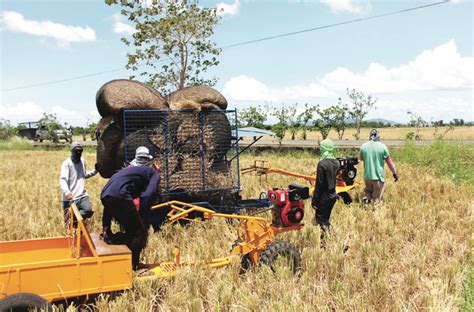 Turning ‘agri Trash Into Treasure Rice Straw As A Potential Energy Source Agriculture Monthly