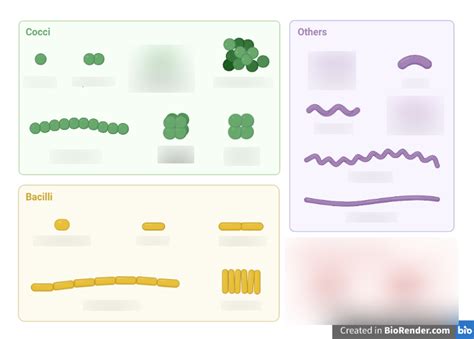 Lab 7 Bacteria Morphology Diagram Diagram Quizlet