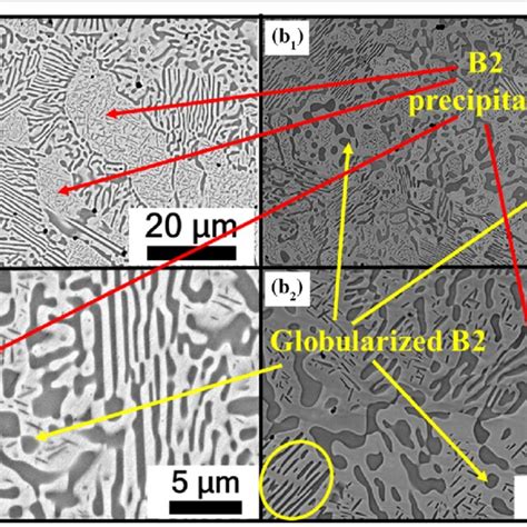 sem bse micrographs of the alloy heat treated at 1000°c for a 1 h and
