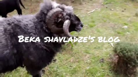 ჩაქაფულოვიჩ აბა ვის ჰყავს ბო ი ცოლი Youtube