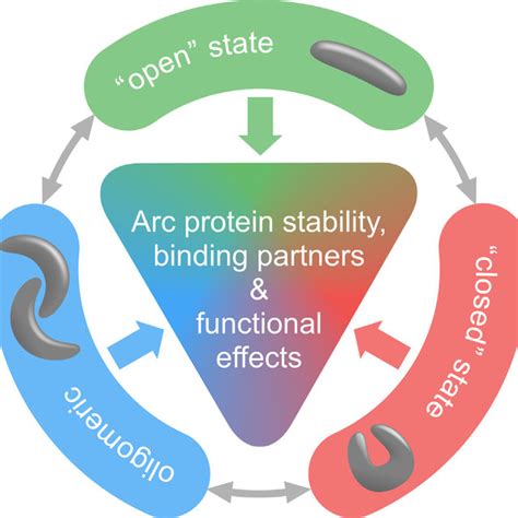 Pdf Arc Protein A Flexible Hub For Synaptic Plasticity And Cognition