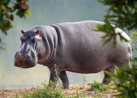 Woman 50 Sustains ‘severe Injuries From Hippo Attack