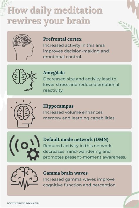Prefrontal Cortex Functions Artofit