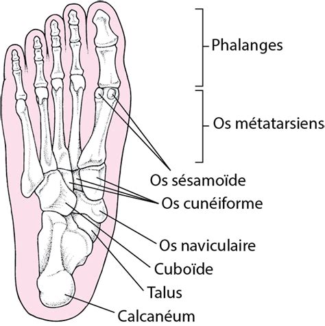 Imageos Du Pied Manuels Msd Pour Le Grand Public