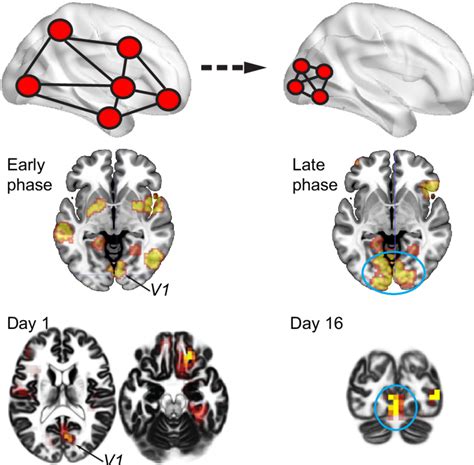Evolution Of Associative Plasticity Into Mnemonic Threat Codes In The Download Scientific