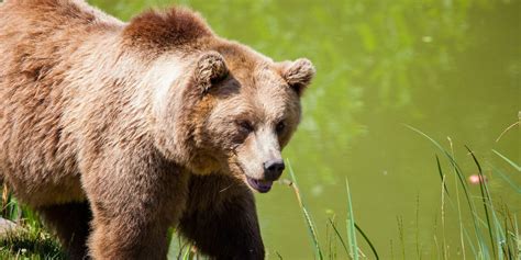 Lorso Mj5 Non Sarà Abbattuto è Arrivato Lo Stop Del Tar Rdd