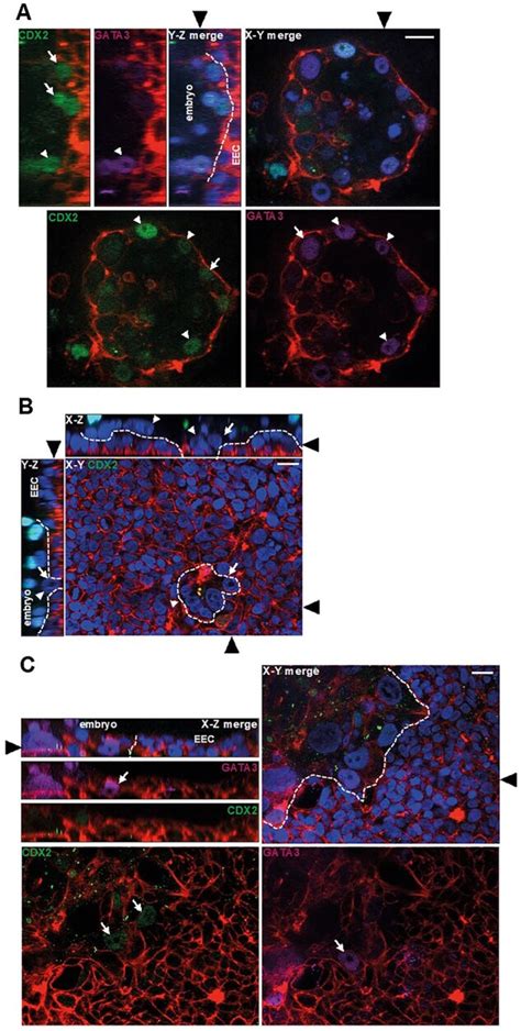 Trophectoderm Differentiation To Invasive Syncytiotrophoblast Is Promoted By Endometrial