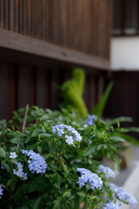 古風な街に咲く花 GANREF
