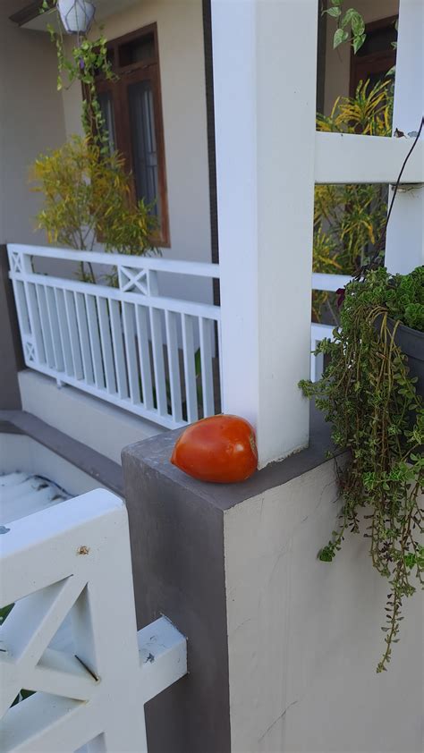 6 Stages Of Tomato Maturity Object Detection Dataset By Helmi Estiawan