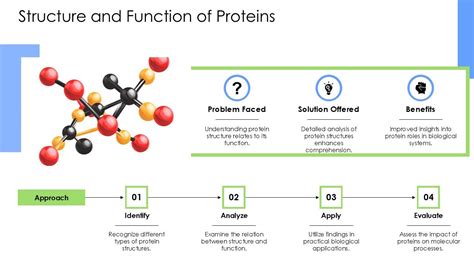 Structure And Function Of Proteins Molecule Function Ppt Mockup Acp Ppt Sample