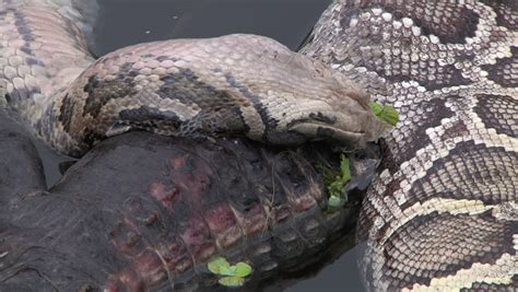 Dead Python Alligator Stock Footage Video 100 Royalty Free 1384831