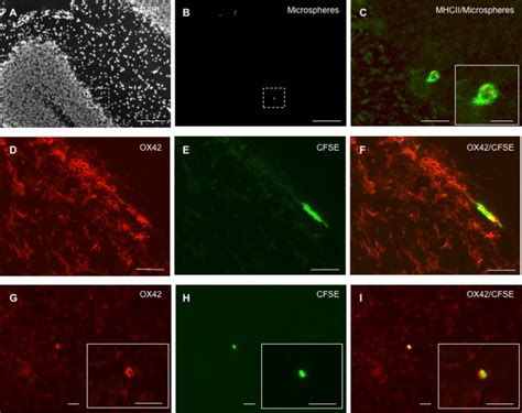 Fluorescent Microspheres Or Dcs Labeled With The Cytoplasmic