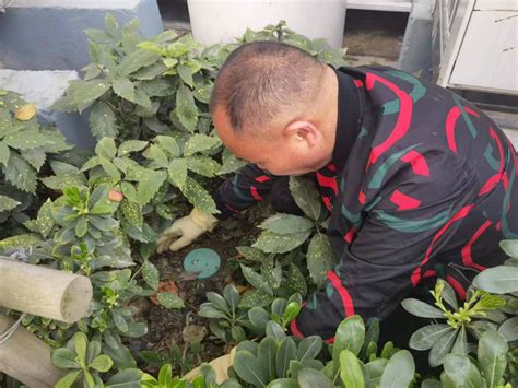 瓯海区住建局开展护航亚运白蚁防治专项行动