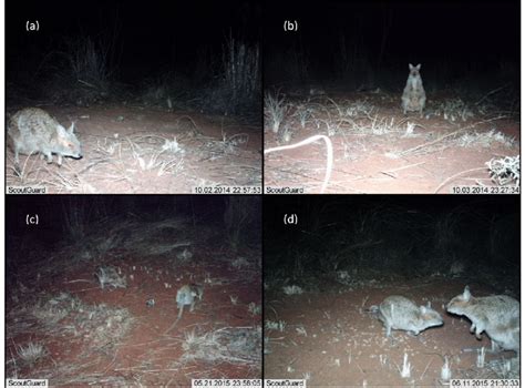 Camera Trap Detections Of Shw On The Yawuru Native Title Estate From