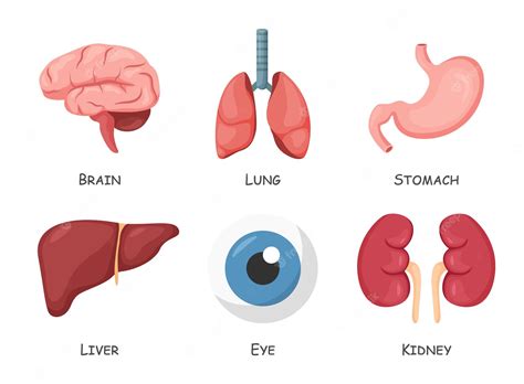 Premium Vector Set Of Human Internal Organs Cartoon Design Isolated
