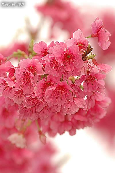カンヒザクラ Cerasus campanulata 沖縄の維管束植物 花の図鑑 おきなわカエル商会
