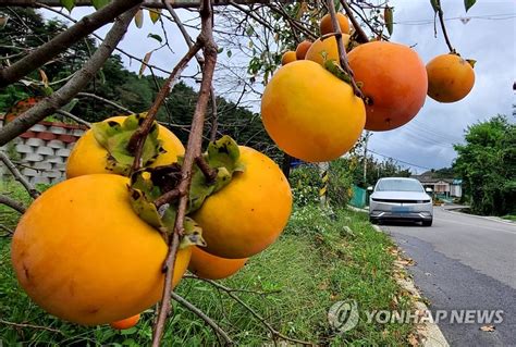 가을 알리는 감이 주렁주렁 연합뉴스