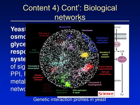 Ppt Network Biology Powerpoint Presentation Free Download Id1954636
