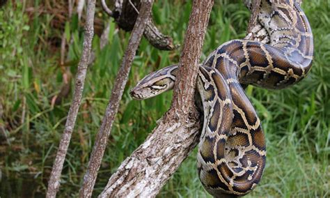 Burmese Python Pictures Az Animals