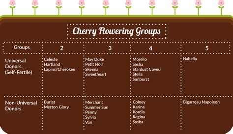 Choosing The Perfect Cherry Fruit Tree Primrose Garden Club Expert