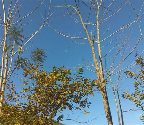 Drying Up Of Yongchak Continues To Affect Farmers In Senapati