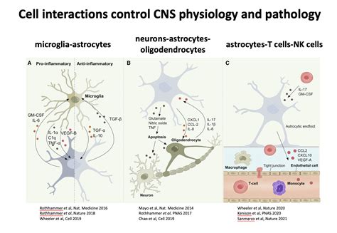 Astrocyte Cell Diagram