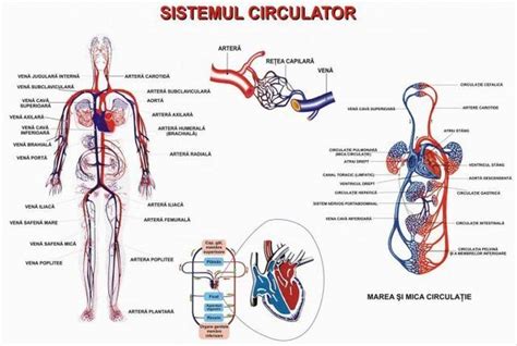 Sistemul Circulator Totul Despre Aparatul Cardiovascular Uncorpsanatos