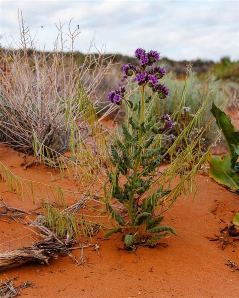 Scorpion Weed Phacelia Crenulata In Arizona Stock Image Image Of