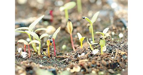 Грижи за семената преди да се засеят Български Фермер